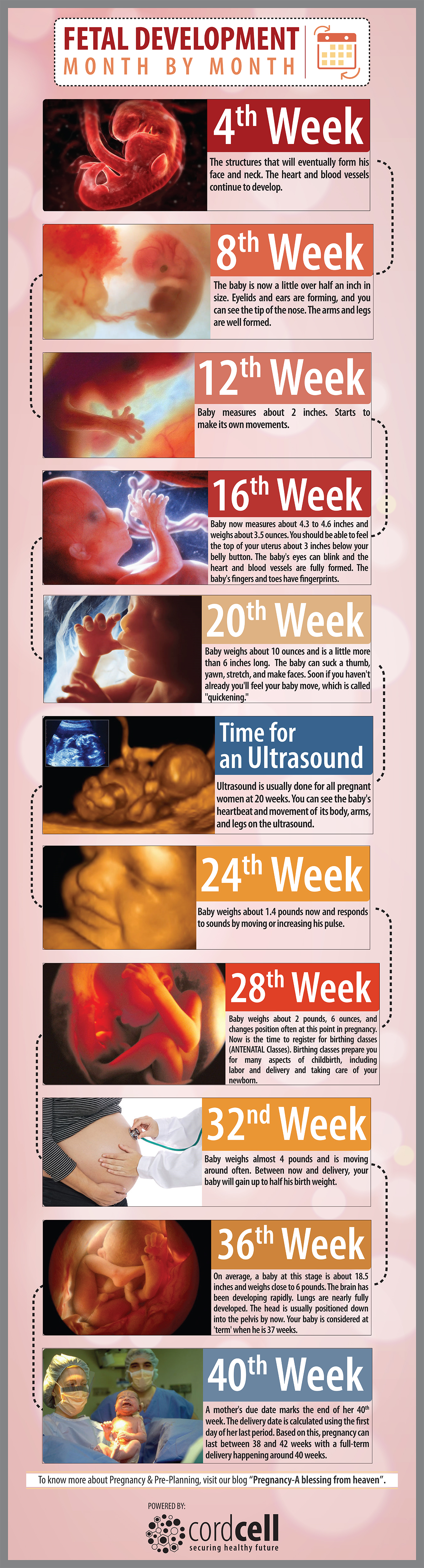 Fetal Development Week By Week The Simplified Guide Vrogue co